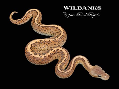 Fire Cinnamon Pinstripe 100 Het Clown Ball Python By Wilbanks Captive