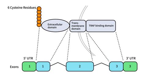 Research Progress On Targeting Bcma In Autoimmune Diseases Dima Biotech