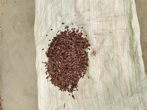 Harmal Seed Packaging Type Poly Pack At Best Price In Hojai Id