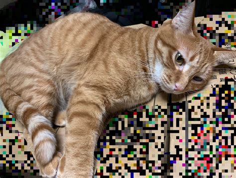 ジョセフ Jsfcat Twitter