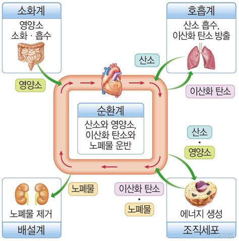 Ⅱ사람의 물질대사 노폐물의 배설과 기관계의 통합적 작용소화계 순환계 호흡계 배설계의 상호 작용 네이버 블로그