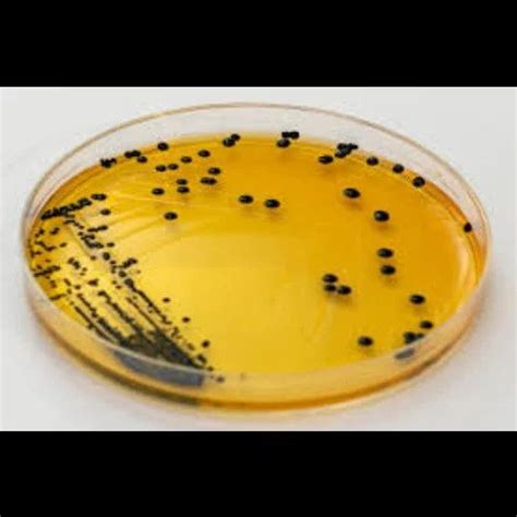 Cosmetic Testing Services At Rs 5000 Sample Cosmetic Products Testing Service कॉस्मेटिक