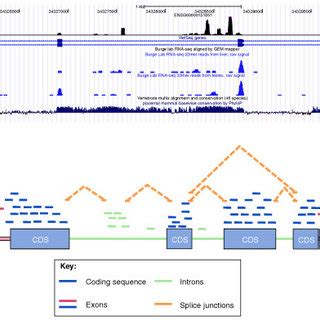 Summarizing Mapped Reads Into A Gene Level Count A Mapped Reads From Download Scientific
