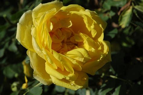 Rosier Persian Yellow (Rosa lutea) - achat et vente de rosiers en ligne