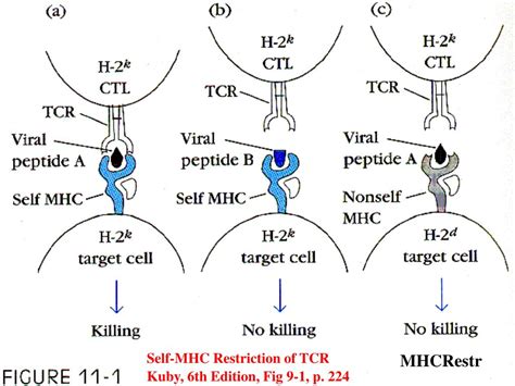 Ppt The T Cell Receptor Powerpoint Presentation Free Download Id
