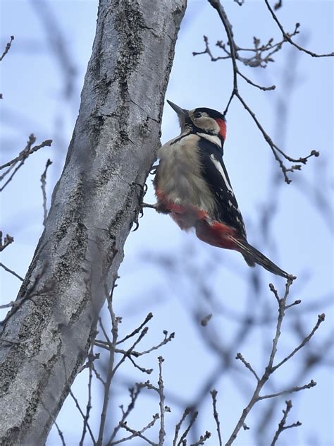 公園のアカゲラくん トリトリノタマゴ