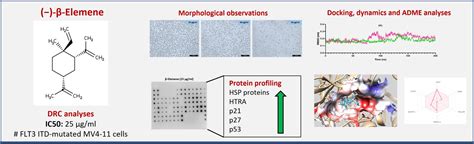 Beta Elemene Induces Cytotoxic Effects In Flt3 Itd Mutated Acute Myeloid Leukemia By Modulating