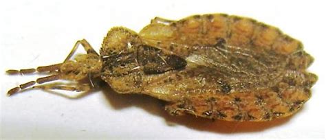 Flat Bug Aradus Linsleyi Bugguide Net