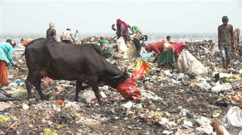우리가 버린 쓰레기는 어디로대륙과 바다 생물군을 죽이는 연간 20억 톤 시청자와 함께 디지털 Kbs