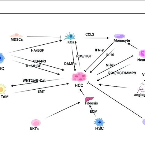 Innate Immune Response In Hcc Bm In Hcc Pathogenesis Hepatic