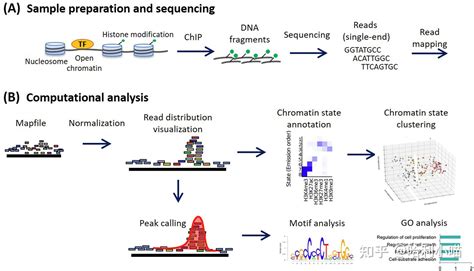 详细解读chip Seq Atac Seq 知乎