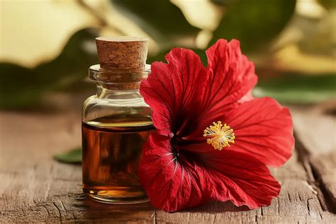 Hibiscus Extract Athachi Botanicals
