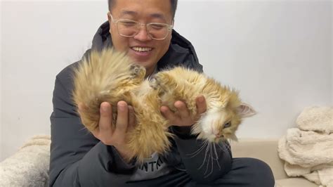 一只能捧在手心里睡觉的金渐层拿破仑矮脚猫，你们的猫可以吗？ Youtube