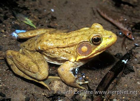 Green Frog Lithobates Clamitans Amphibians And Reptiles Of Iowa