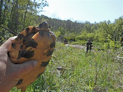 Ecological Restoration