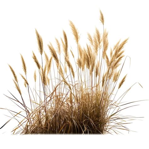 Premium Ai Image Cord Grass Tall And Sturdy With Dense Seedheads