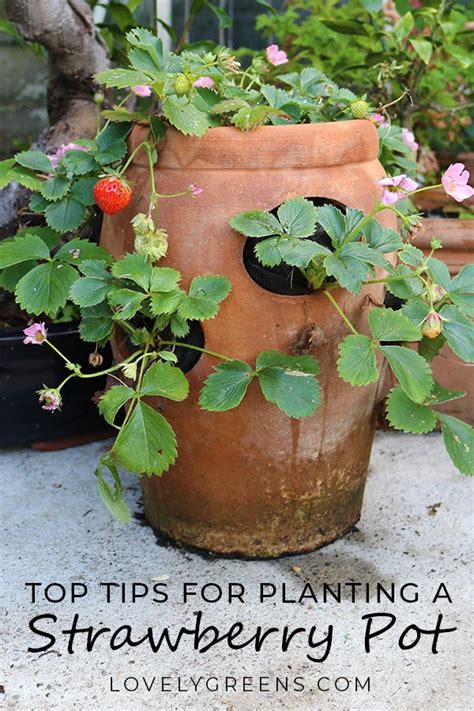 The Best Way To Plant A Strawberry Pot • Lovely Greens