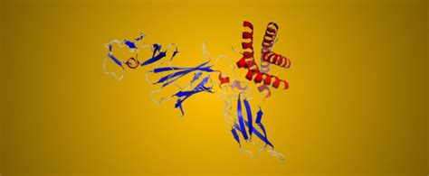 Interleukin 12 Signalling And Its Effect On Disease The Torch Online Short Article Magazine