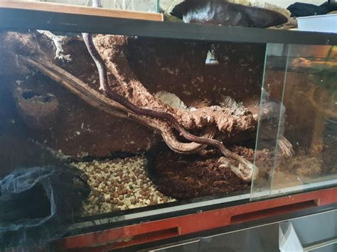 What On Earth Is This In My Isopod Colony R Bioactive