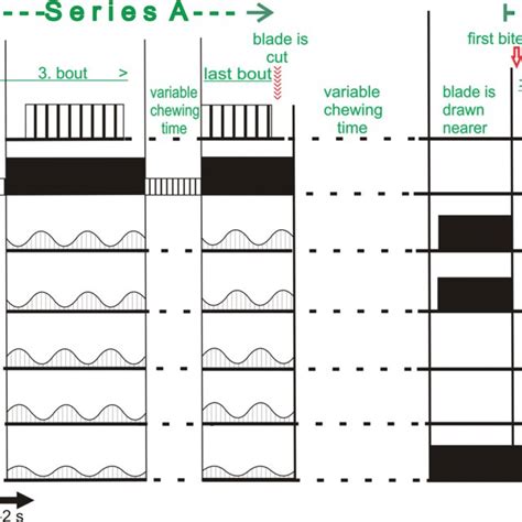 General Scheme Of Foreleg Muscle Activity At The Transition Between Two