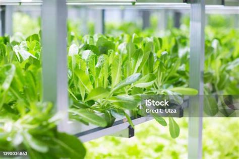 수경재배의 그린 샐러드 농장 수경재배 실내 야채 식물 공장 농업 기술에 대한 스톡 사진 및 기타 이미지 농업 기술 0명 건강한 식생활 Istock