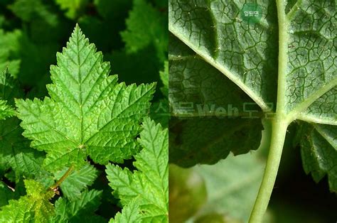 과이름순자행 산국수나무