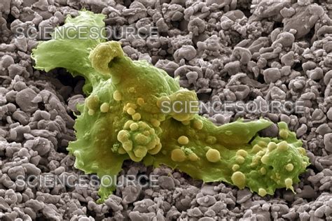 Embryonic Stem Cells Sem Stock Image Science Source Images