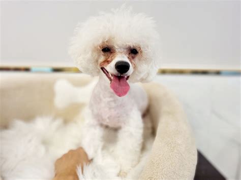 비숑프리제 복순이 토이브리티쉬숏헤어입양 토이스코티쉬폴드입양 토이러시안블루입양 토이강아지입양 토이고양이입양 오드아이먼치킨무료분양 오드아이랙돌무료분양 오드아이브리티쉬숏헤어무료