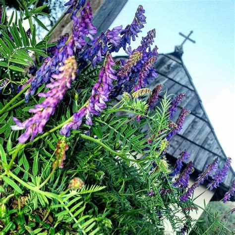 Успомене које живе и немају рок трајања Идући ослушкујем у сјећању драге гласове којих више