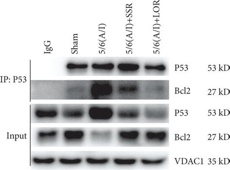Ssr Inhibited The Mitochondrial Translocation And Activation Of P53 In Download Scientific