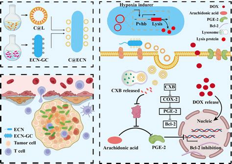 Lipid Encapsulated Engineered Bacterial Living Materials Inhibit Cyclooxygenase II To Enhance