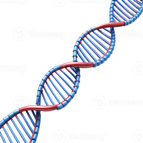 3d Rendered Dna Double Helix Strand Illustration 46323381 Png