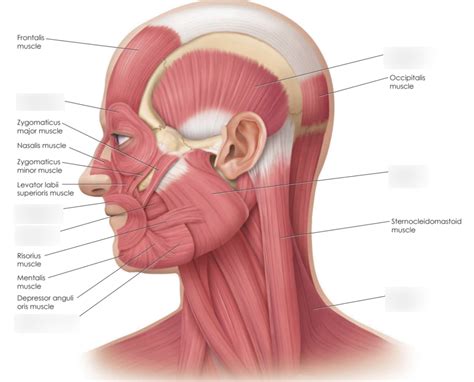 Lab Exam Appendicular Skeleton Diagram Quizlet