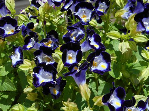 トレニアの花 花や風景の写真便り