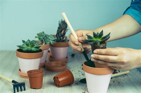 isnan fitri on linkedin top 5 instagram growth tools to use in 2022