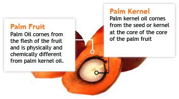All About Palm Oil Palm Kernel And Palm Kernel Oil