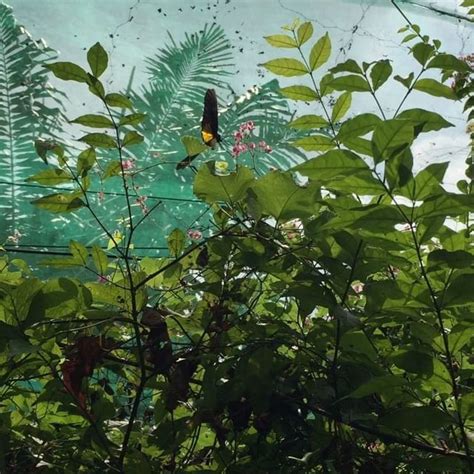 Jana Bubu биография рост вес размер груди