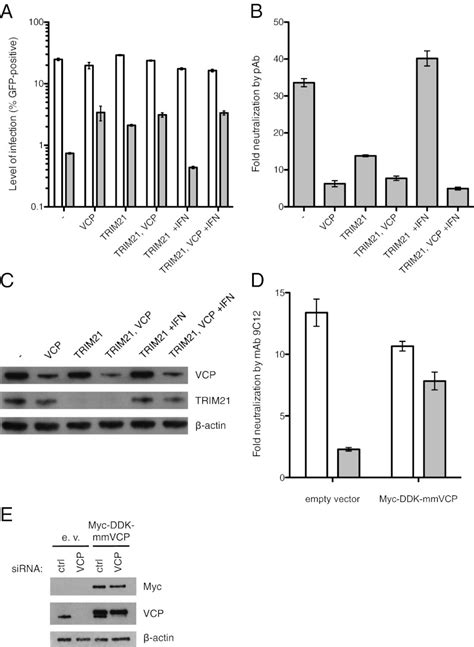 Aaa Atpase P97 Vcp Is Essential For Trim21 Mediated Virus Neutralization Pmc