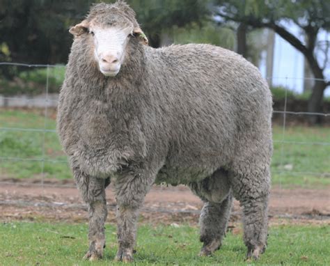 Semen Sire Profiles Anderson Poll Merino
