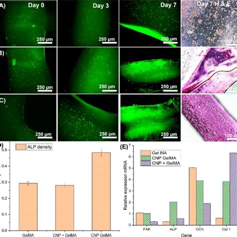 Live And Dead Assay Of The Cell Encapsulated Crosslinked Hydrogel Download Scientific Diagram