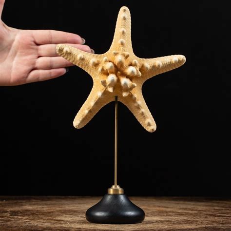 Starfish Armored Starfish On Ornamental Base Armored Catawiki