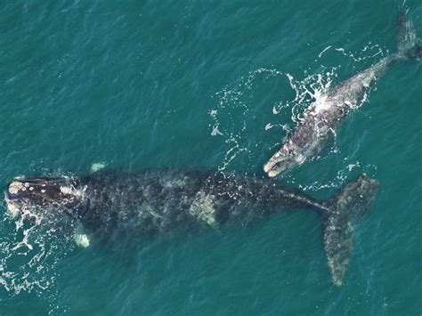 El Regreso De Mochita La Ballena Volvió A Península Valdés
