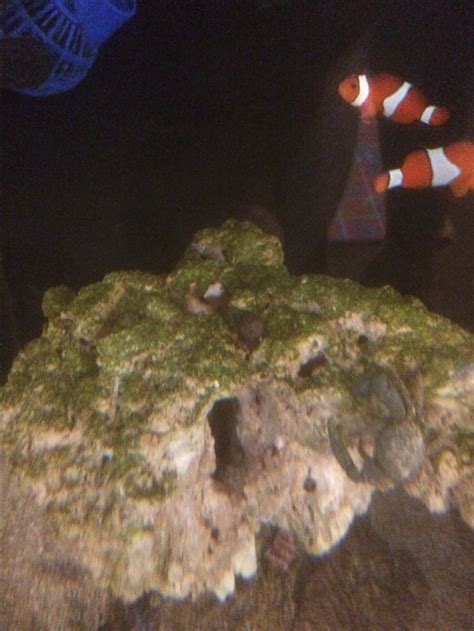 Green Hair Algae Or Coralline Reef2reef