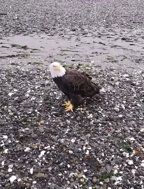 Bald Eagle Eating A Halibut Album On Imgur