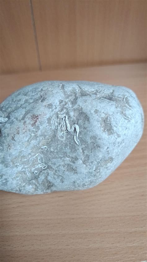 Help In Fossil Identification Rfossils