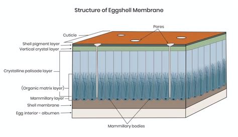 Shellvin Boosting Eggshell Integrity For Optimal Poultry Production
