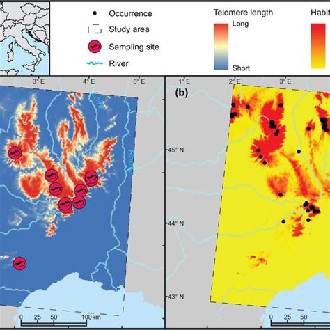 A Spatial Distribution Of Predicted Telomere Lengths For Common Download Scientific Diagram