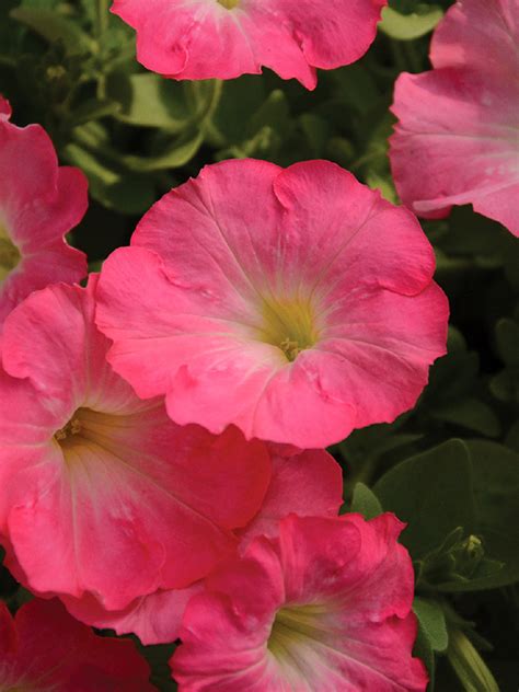 Petunia Trailing Easy Wave พิทูเนีย พันธุ์เลื้อย อีซี่ เวฟ - aga-agro