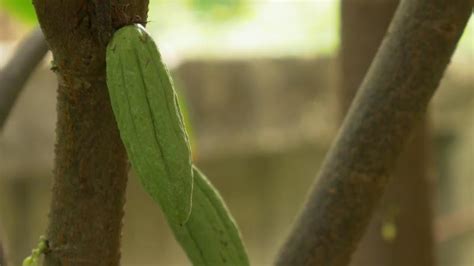 Close Up Small Green Cacao Pods Growing On The Cocoa Tree In The Cocoa