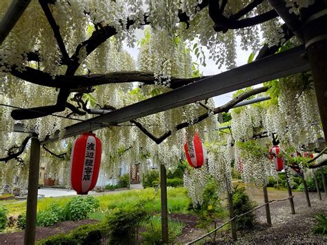 八王寺の大白藤